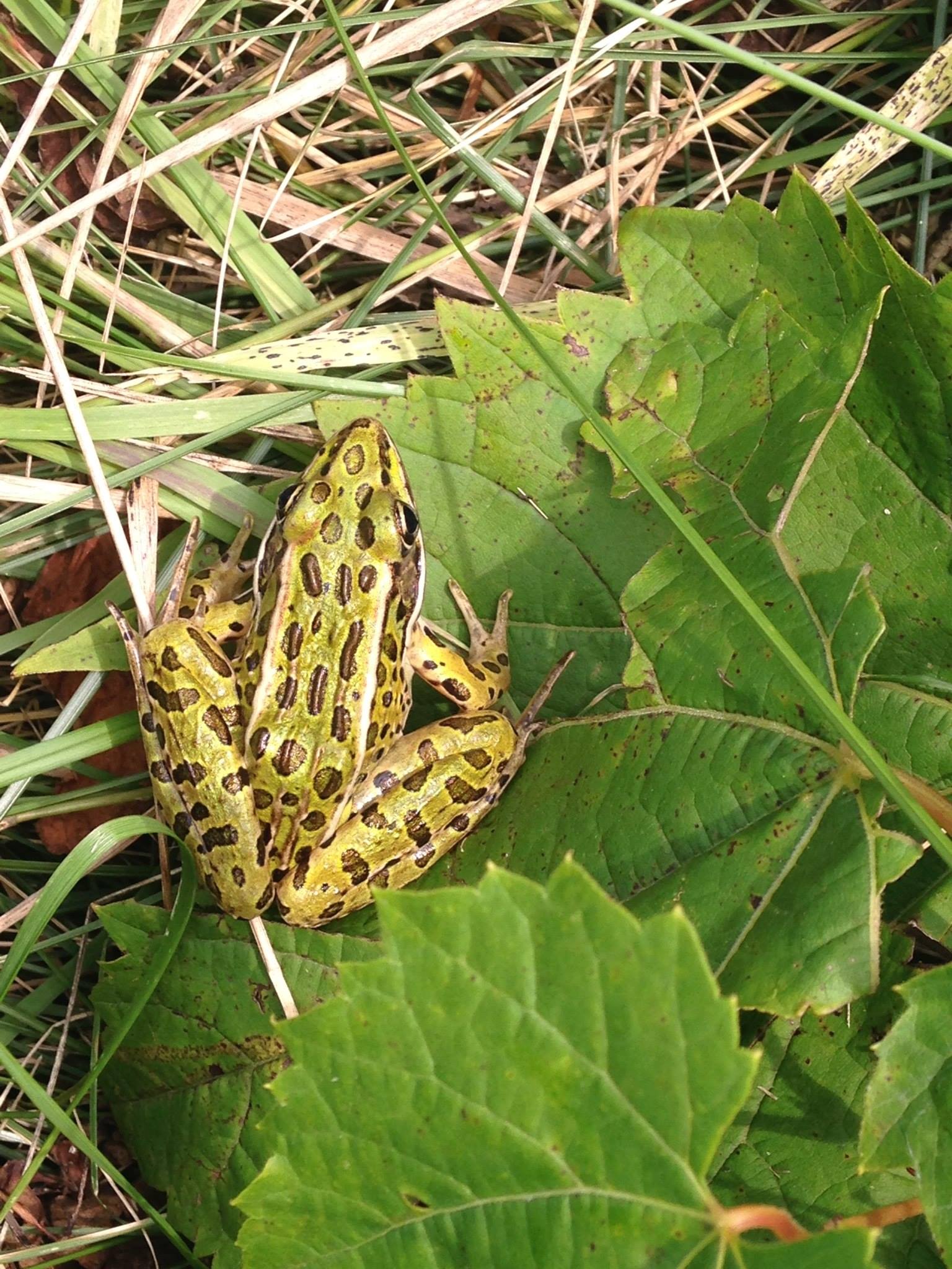About Us – Wisconsin Chapter of the Society for Conservation Biology