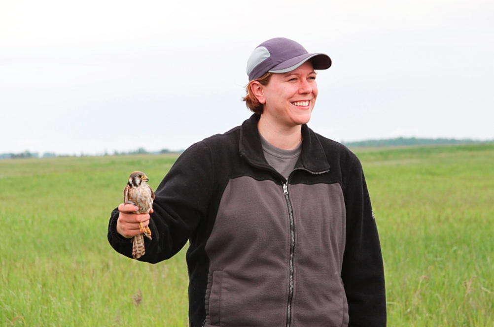 The little bird with a big history: The story of Wisconsin’s kestrel ...
