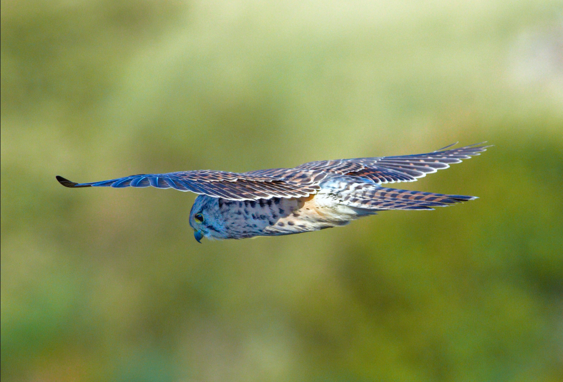 The little bird with a big history: The story of Wisconsin’s kestrel ...