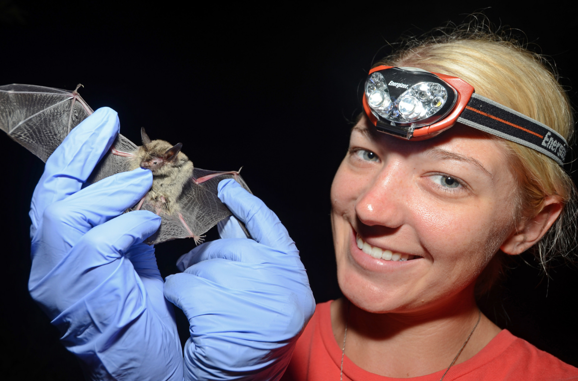 Bat Conservation in Wisconsin – Wisconsin Chapter of the Society for ...